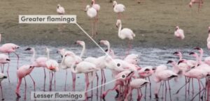 2 Types of Flamingoes at Lake Nakuru National Park - Lake Nakuru ...